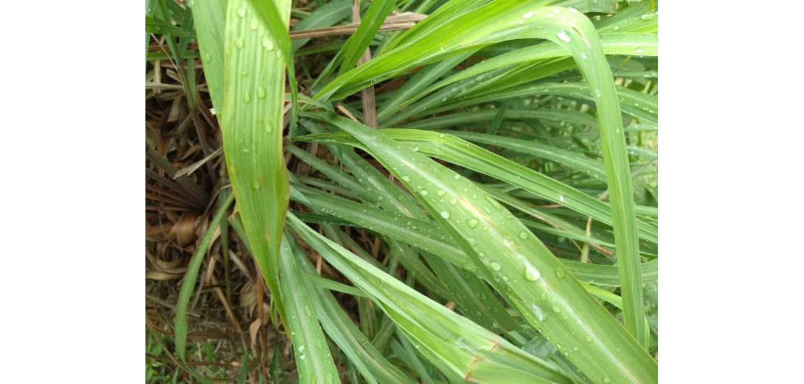 Tipos de Citronela: Beneficios y propiedades - Farmayoral